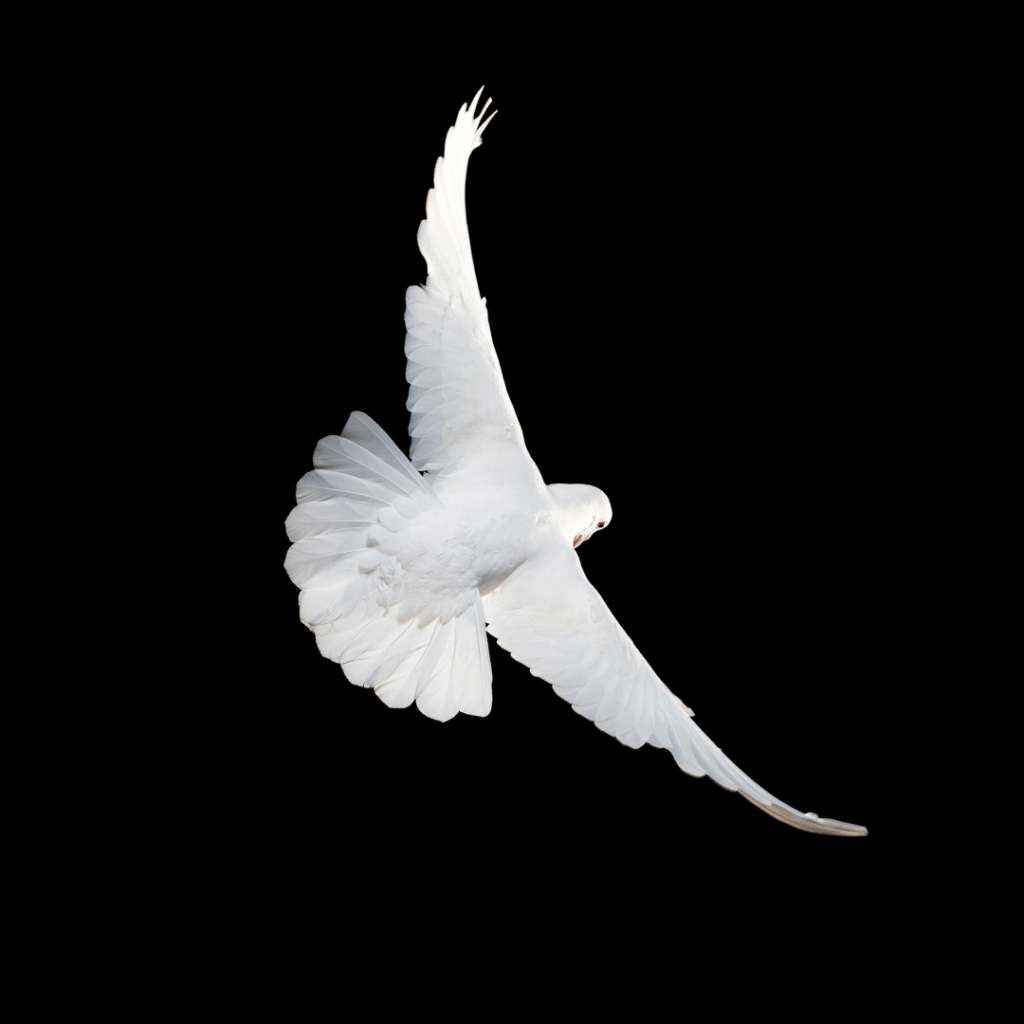 Philosophy, Revelation, and the Christening of Thought - Pontifical John Paul II Institute for ...